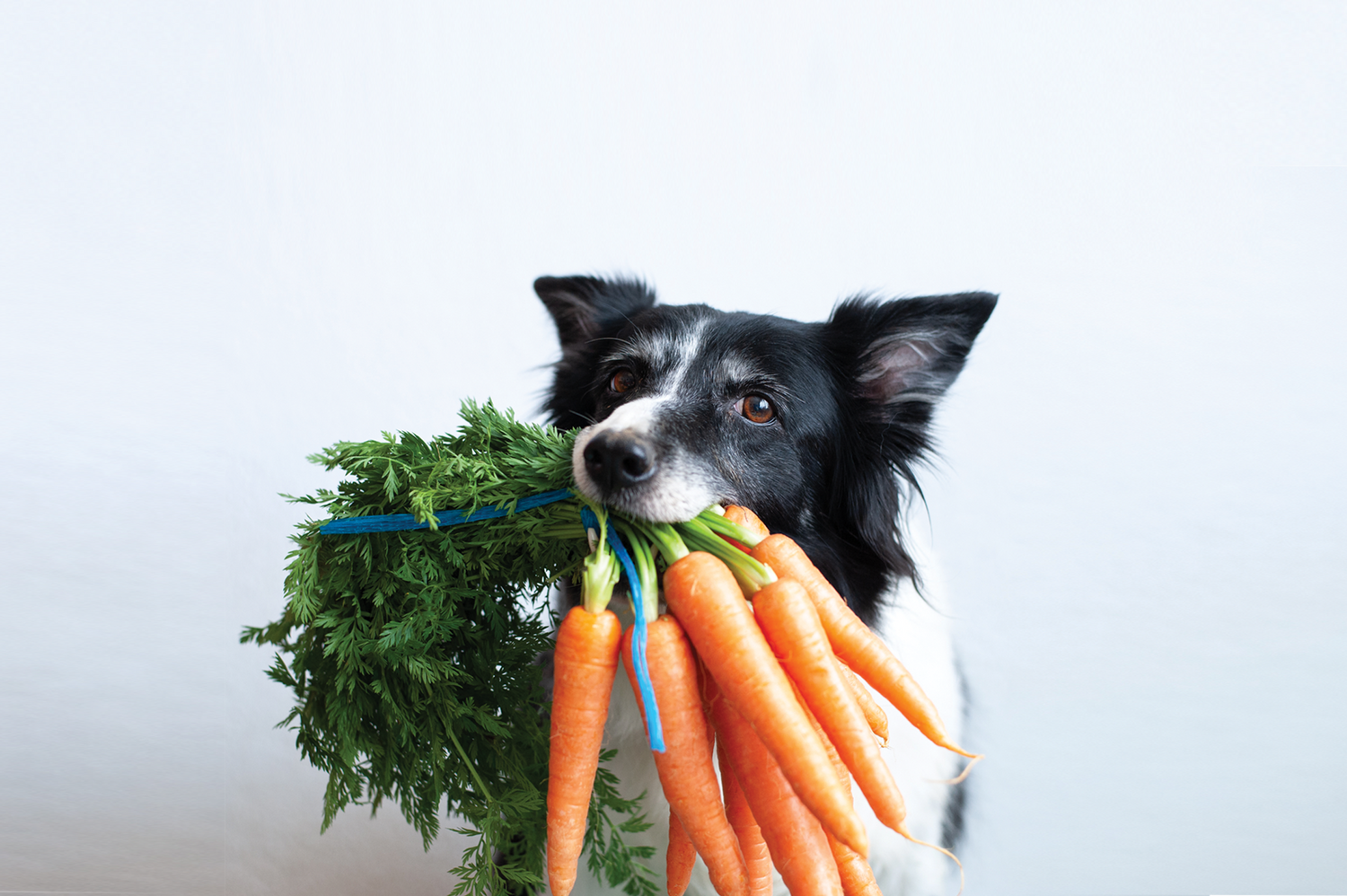 Tailoring Vitality: Selecting the Right Pet Supplements Tailoring Vitality: Selecting the Right Pet Supplements