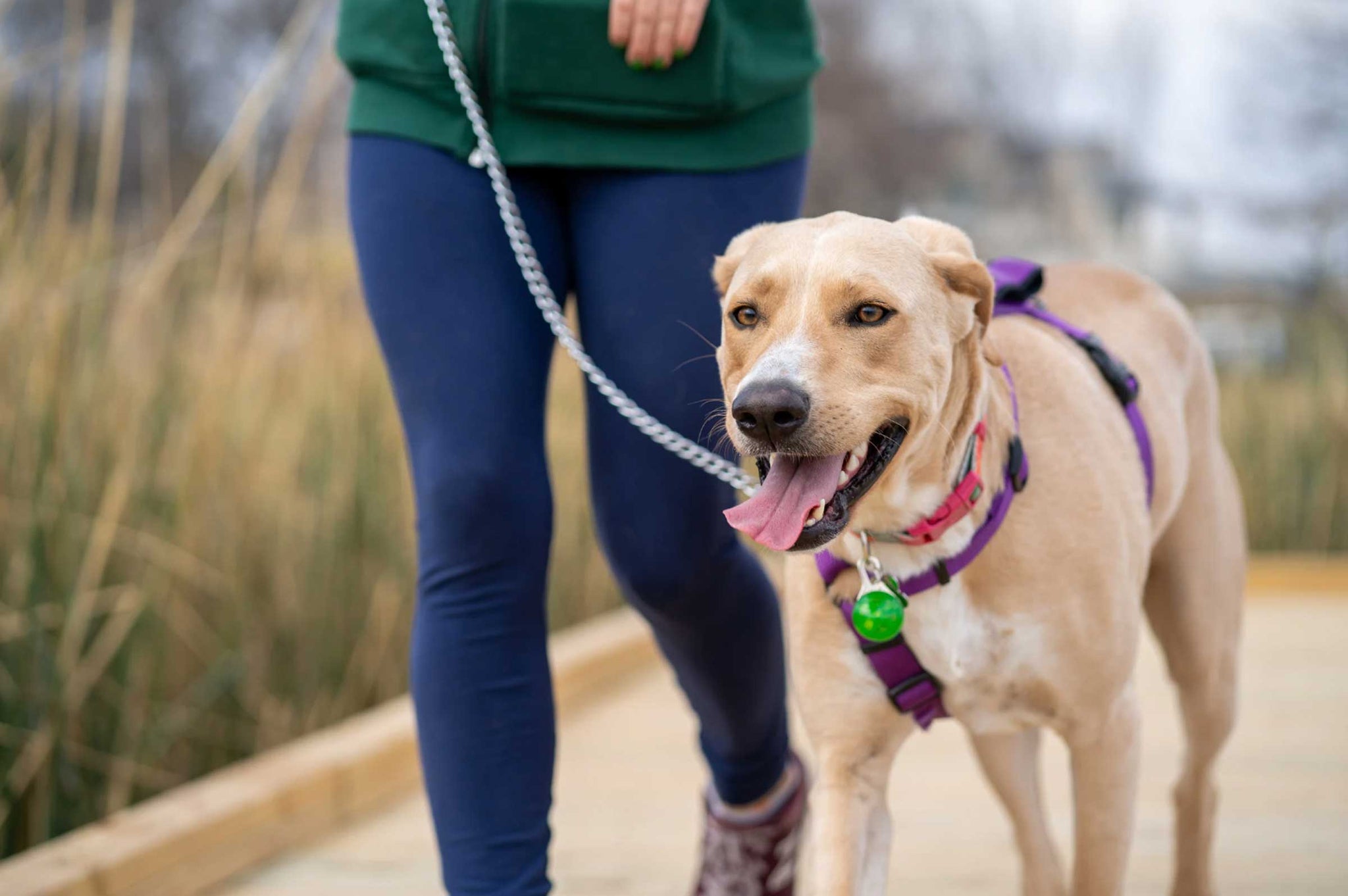 How to Strengthen Your Dog’s Immune System Naturally?